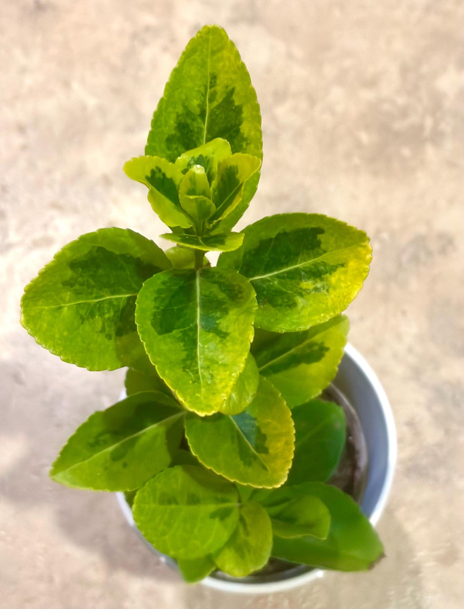 Golden Euonymous | Euonymus Japonicus 'aureo-marginatus, Live Starter ...
