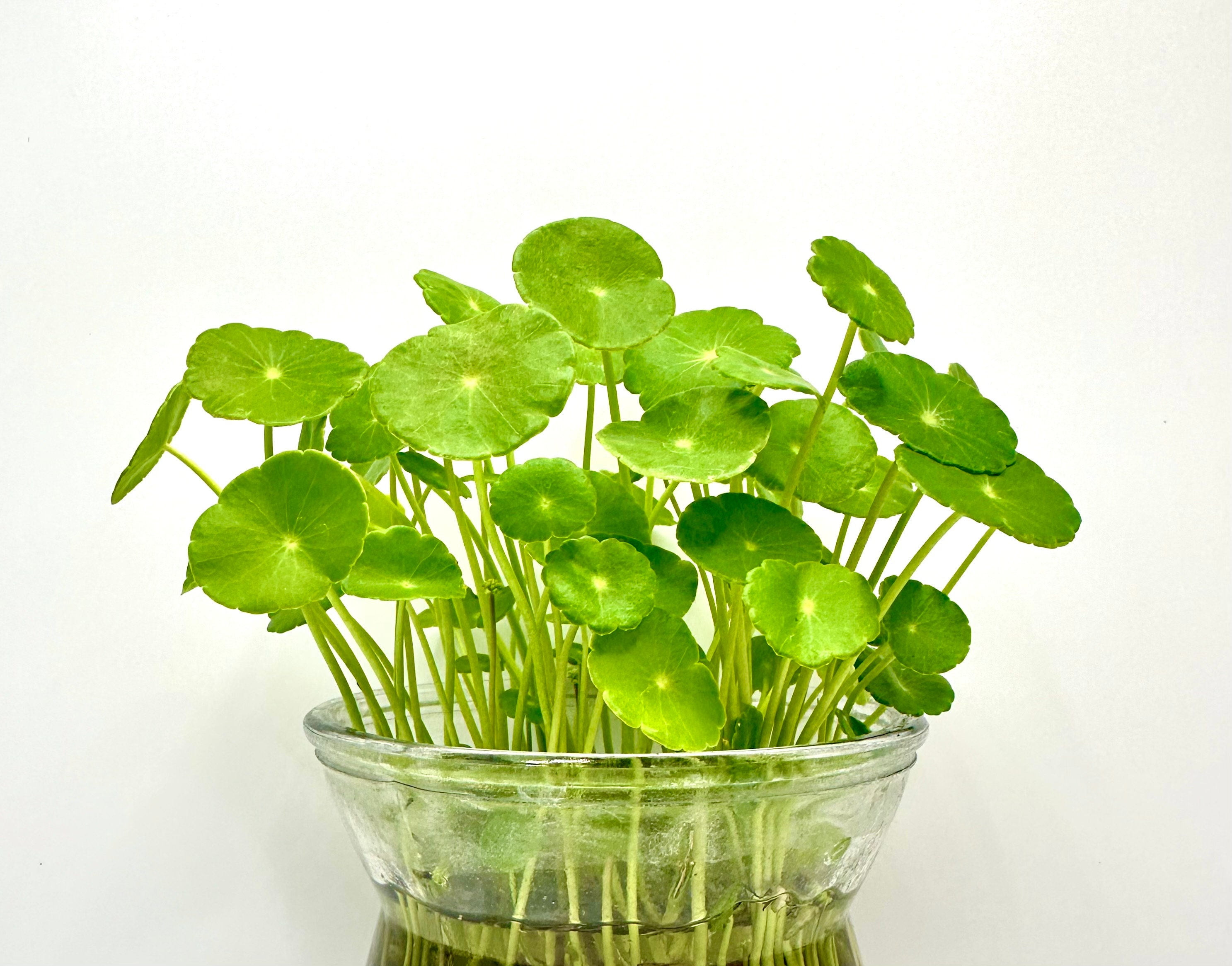 Pennywort (hydrocotyle Vulgaris) Live Plant Bundle (generously 15-20 ...