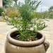 Selem Rosemary Live Plant, 6-10” Tall, Fully Rooted - Etsy
