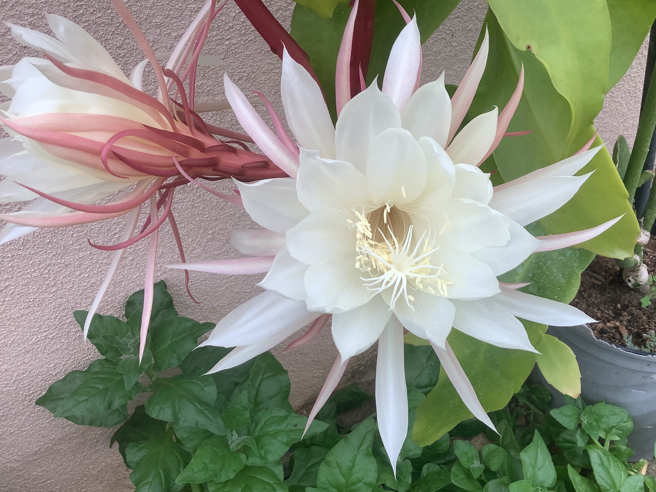 Queen of the Night Epiphyllum Oxypetalum Night Blooming Cereus Fragrant ...