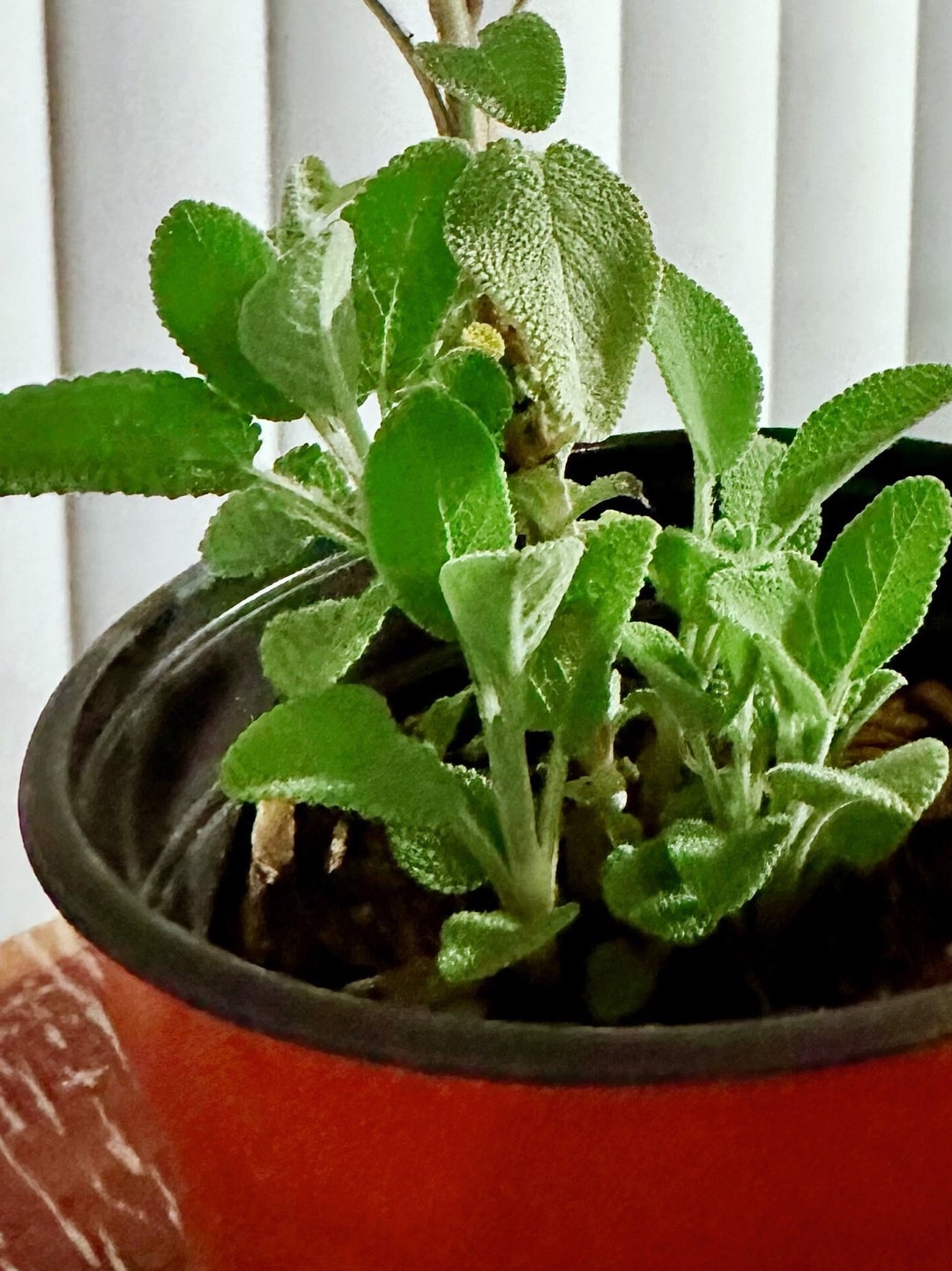 Live Sage Plant, Beautiful and Edible - Etsy
