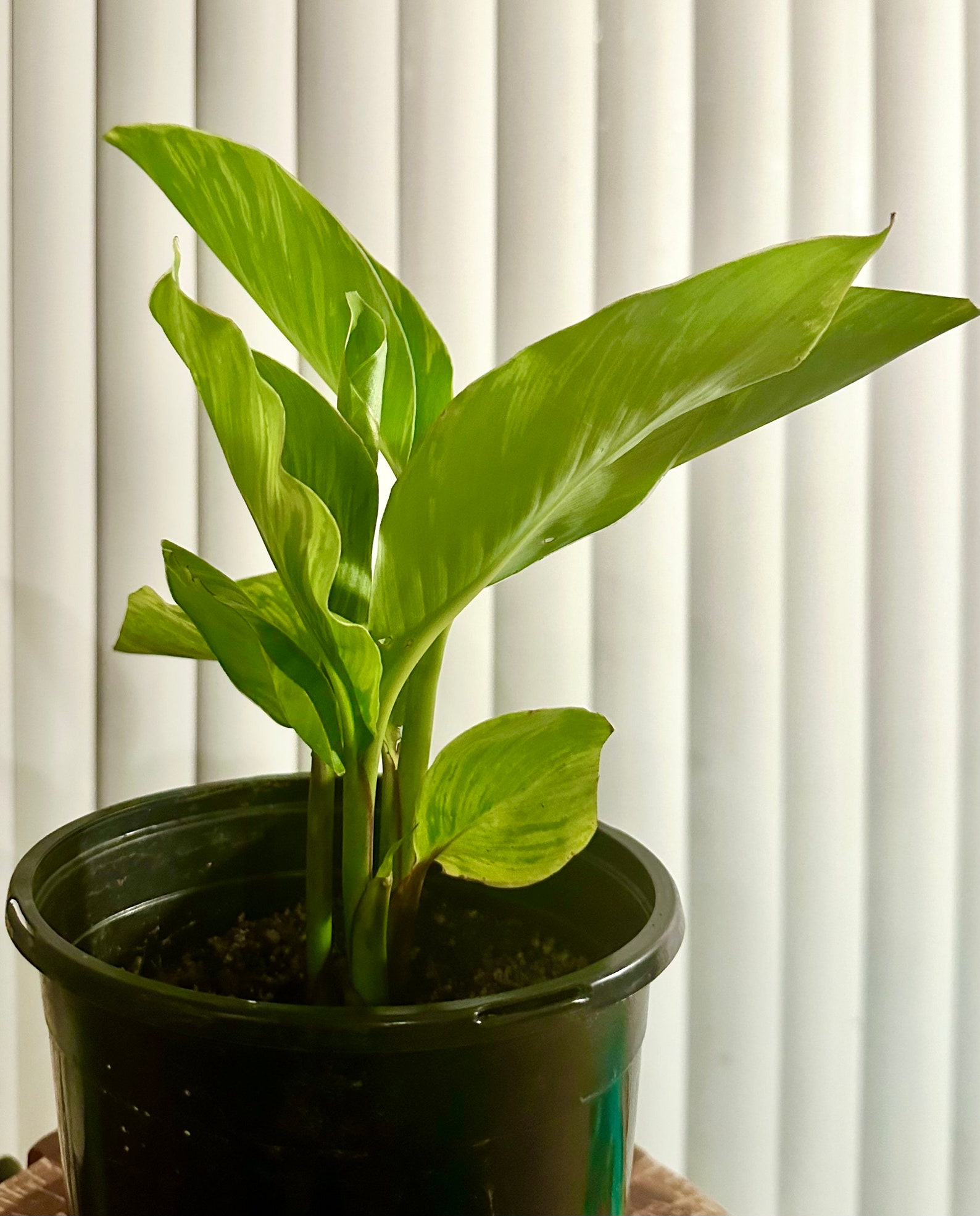 Red Canna, President Canna Lily, Options of 3 Bulbs or 10 Seeds, Free ...