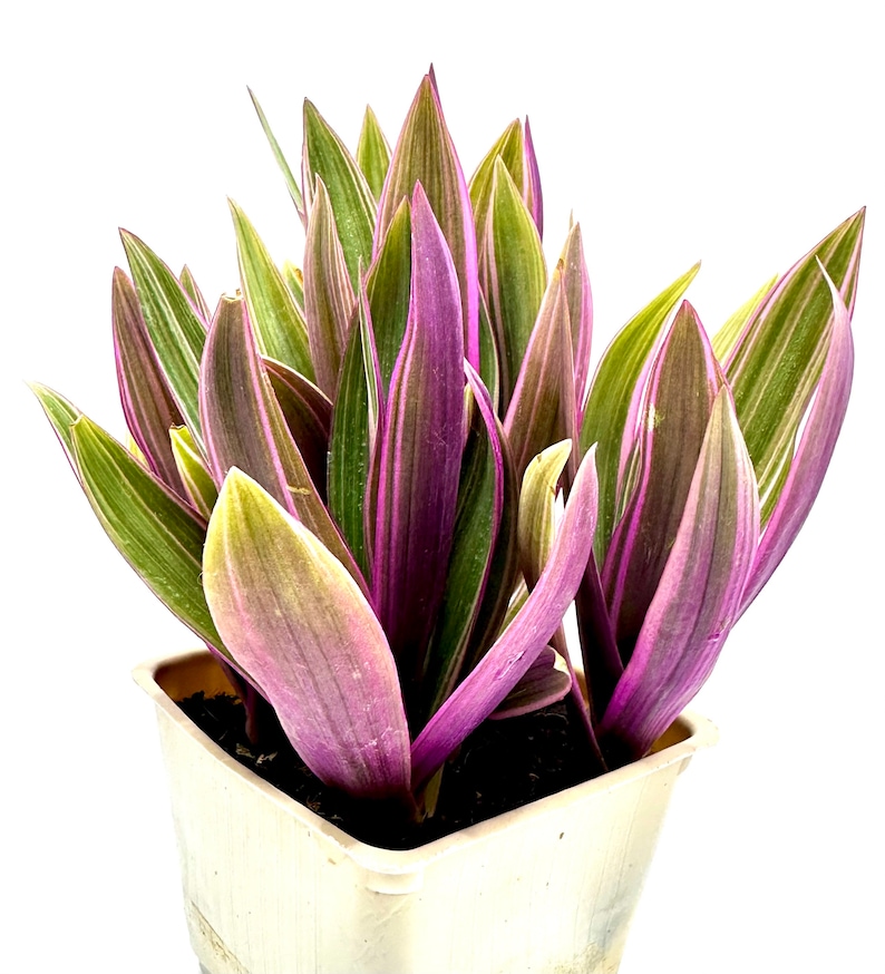 Rare Tradescantia - Rhoeo Tricolor - Purple Variegated Wandering Jew ...