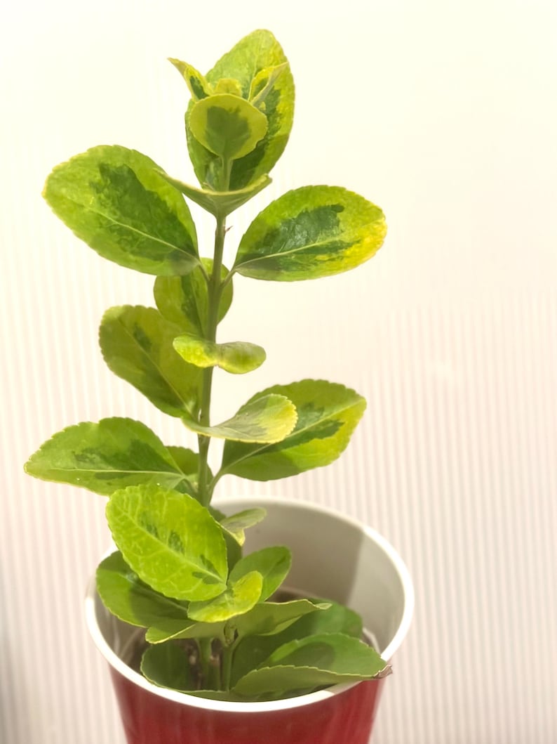 Golden Euonymous | Euonymus Japonicus 'aureo-marginatus, Live Starter ...