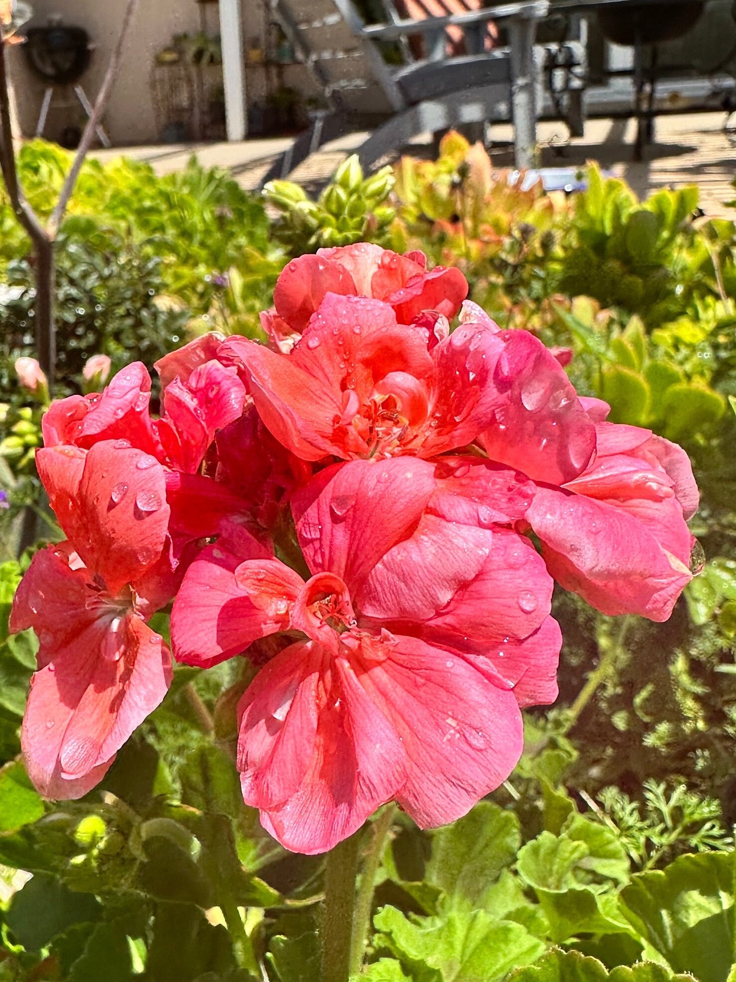 Geranium Live Plant With Color Options, 5-10” Tall, May or May Not in ...