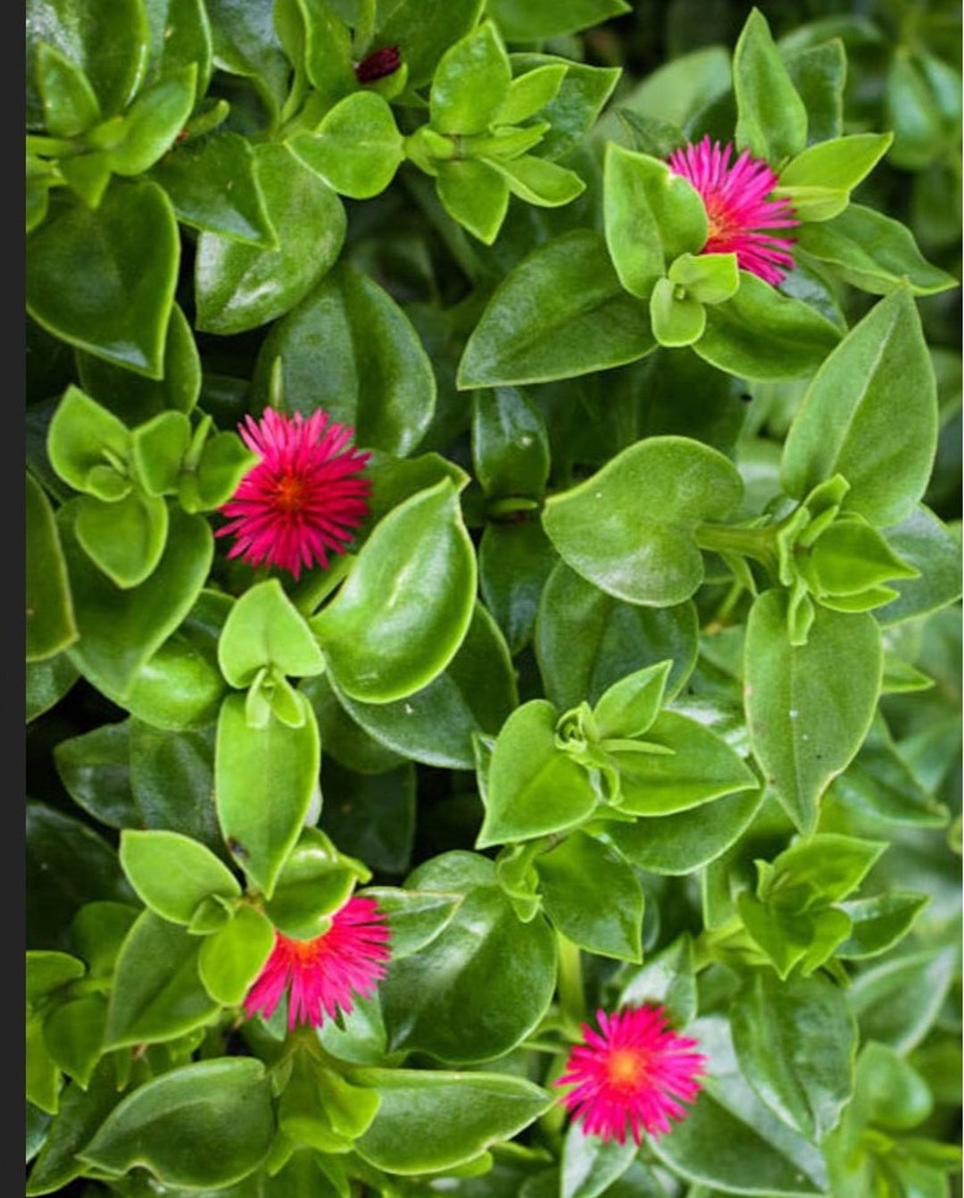 Live Ice Plant Aptenia Cordifolia Red Apple Baby Sun Rose, Trailing Live Succuent Plant ...