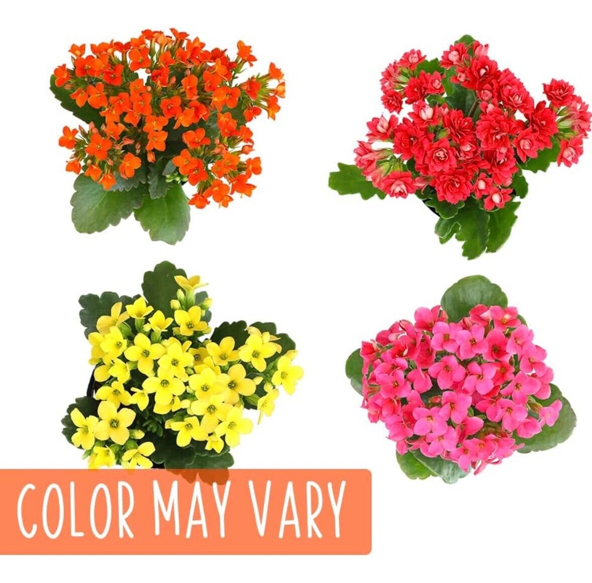 Kalanchoe Calandiva Live Plant, Red or Orange, 4”-pot Live Bundle May ...