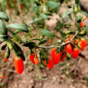Live Plant - Goji Berry Plant | Wolfberry Plant| Boxthorn | Mateimony ...