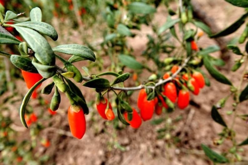 Live Plant - Goji Berry Plant | Wolfberry Plant| Boxthorn | Mateimony ...
