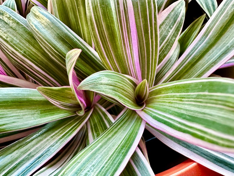 Rare Tradescantia - Rhoeo Tricolor - Purple Variegated Wandering Jew ...