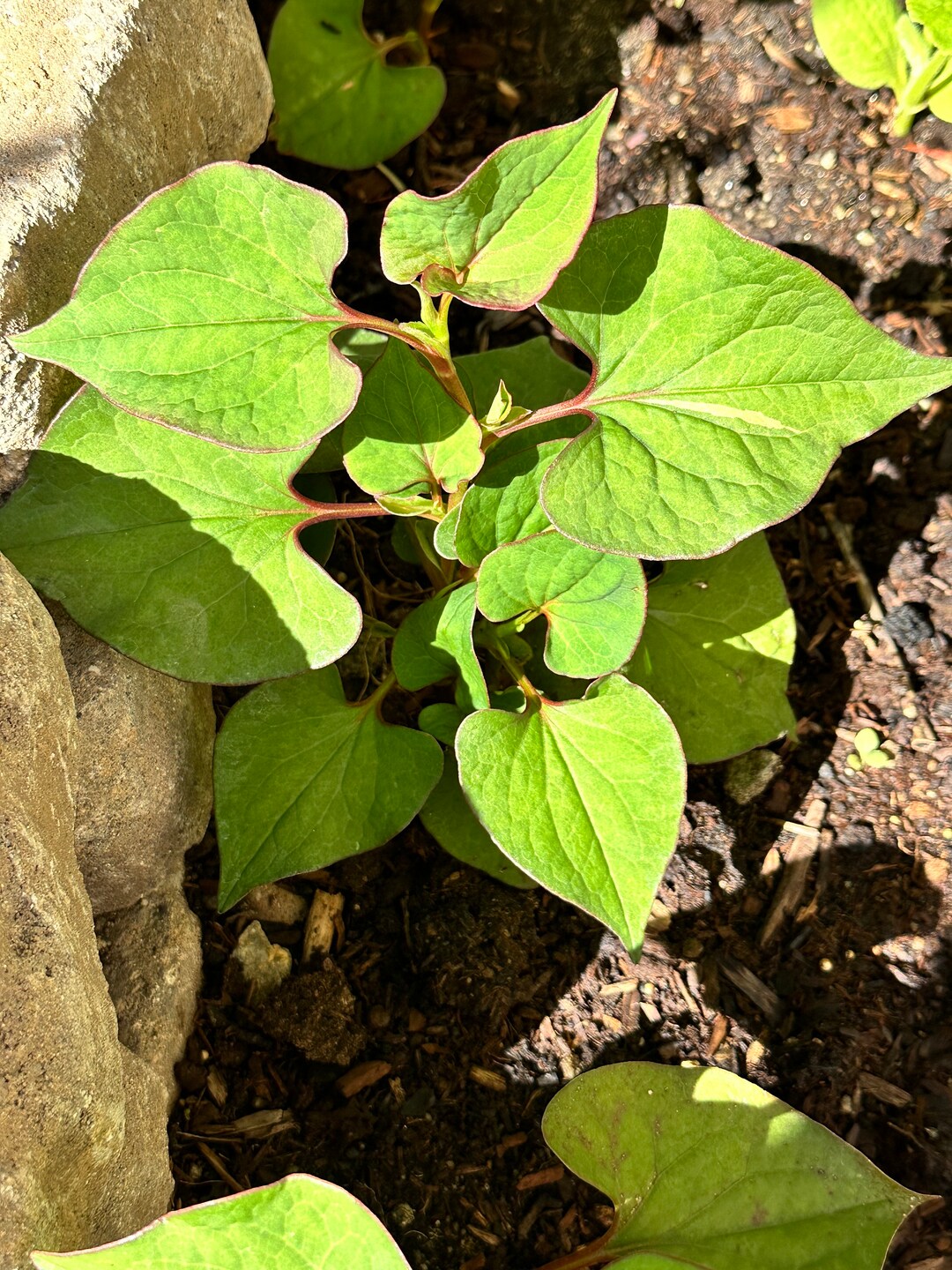 Fish Mint/houttuynia Cordata/fishwart/鱼腥草（折耳根)，live Plants, Fully ...