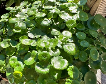 Hydrocotyle Vulgaris Copper Coin Plant, Chinese Coin Plant Marsh ...