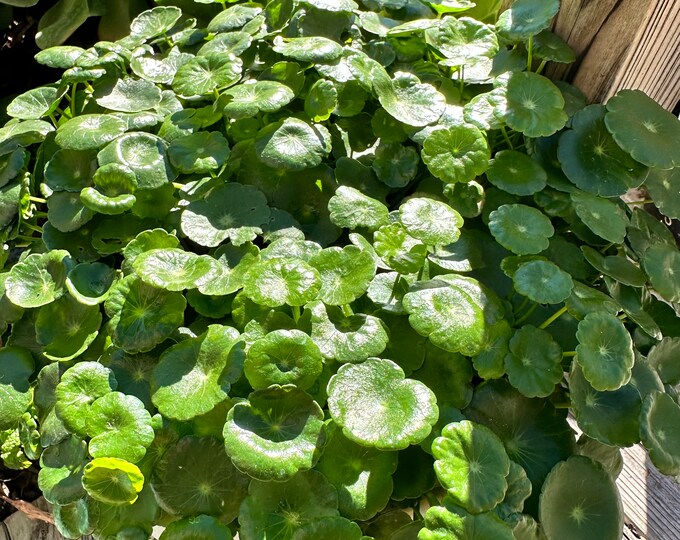 Hydrocotyle Vulgaris Copper Coin Plant, Chinese Coin Plant Marsh ...