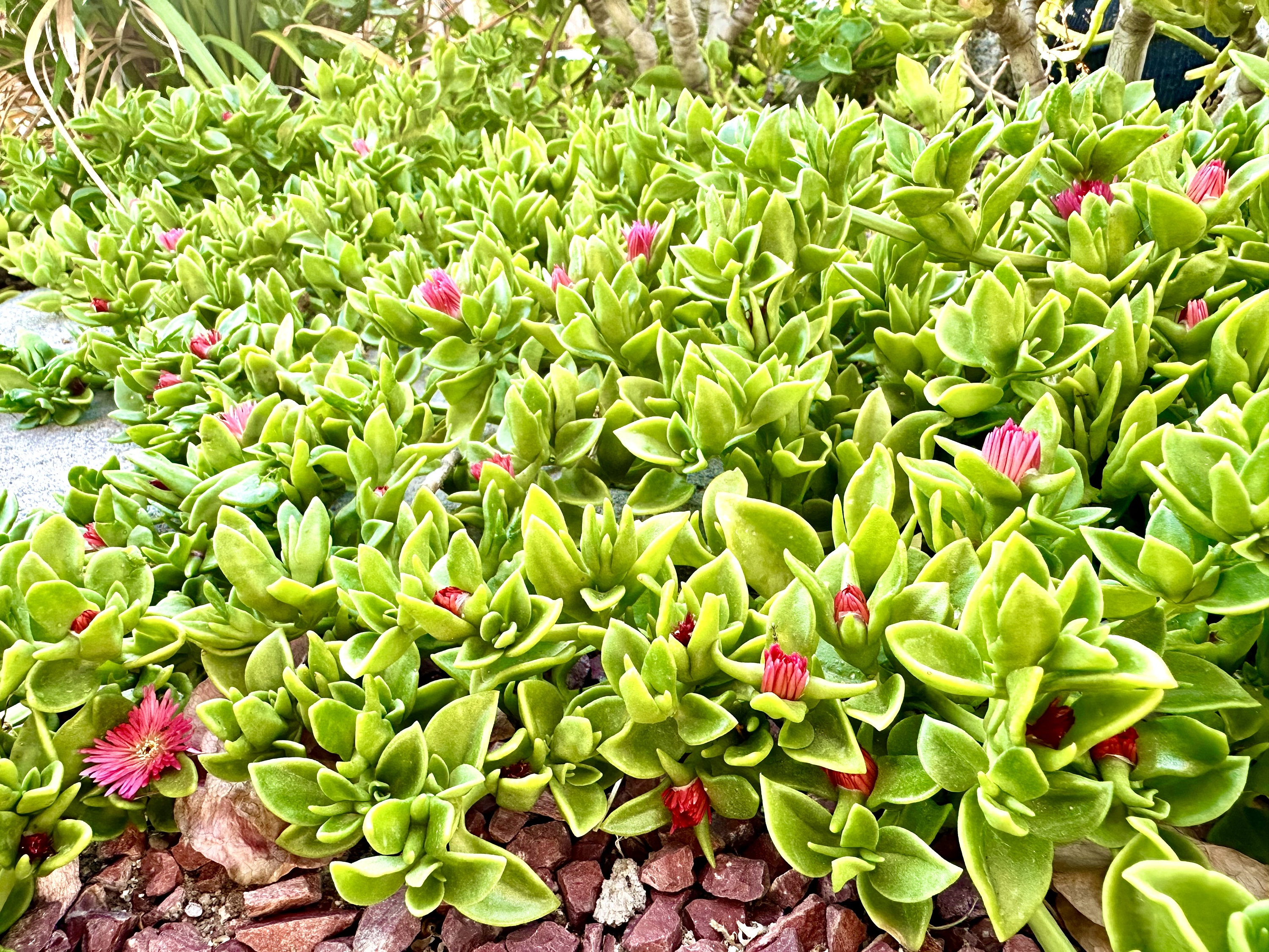 Live Ice Plant | Aptenia Cordifolia Red Apple | Baby Sun Rose, Trailing Live Succuent Plant ...