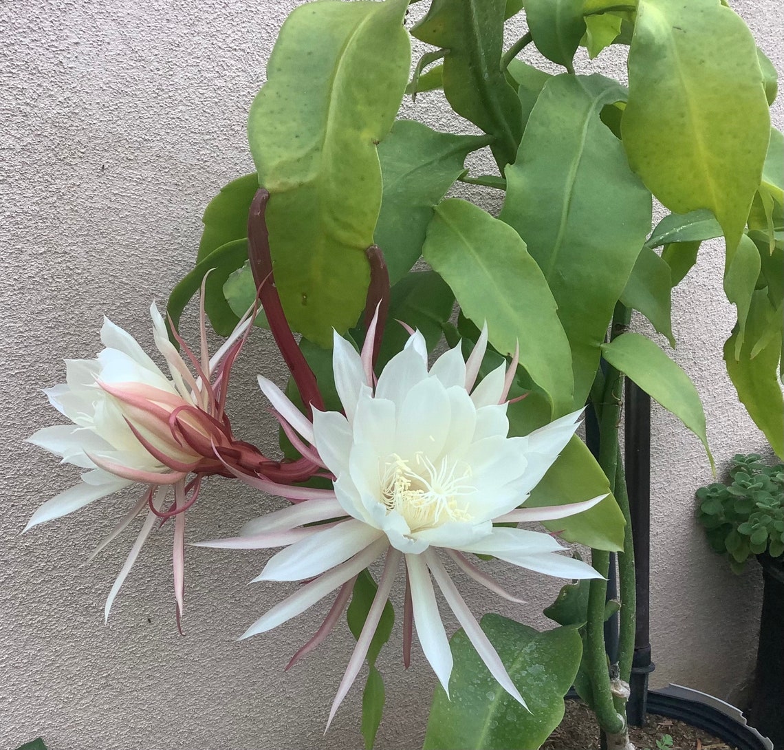 Queen of the Night Epiphyllum Oxypetalum Night Blooming Cereus Fragrant ...