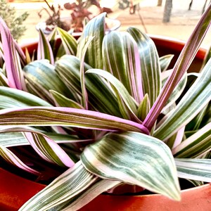Rare Tradescantia - Rhoeo Tricolor - Purple Variegated Wandering Jew ...