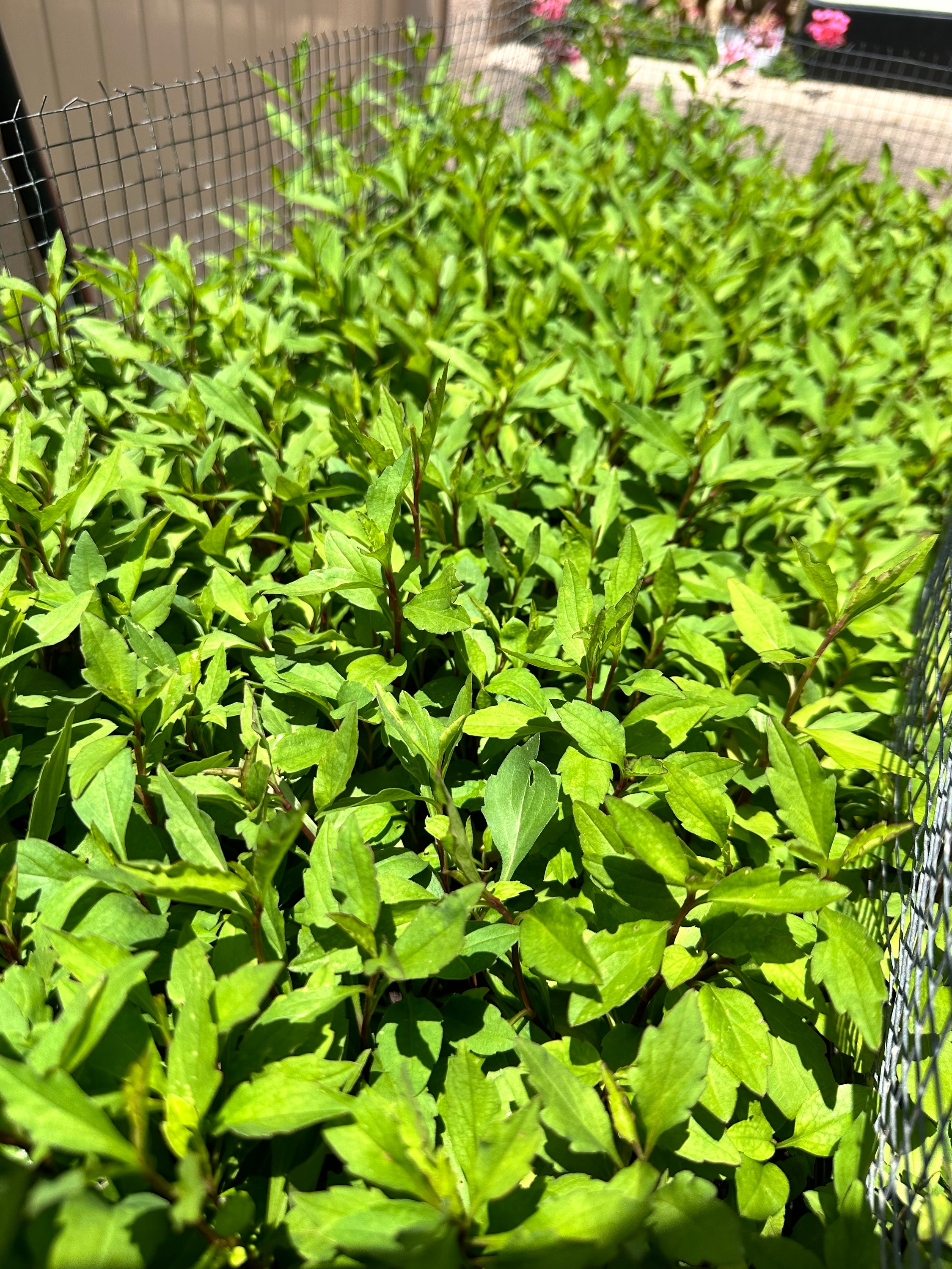 Indian Aster /indian Kalimeris / Malan 马兰头, Chinese Herb, 10 Rooted ...