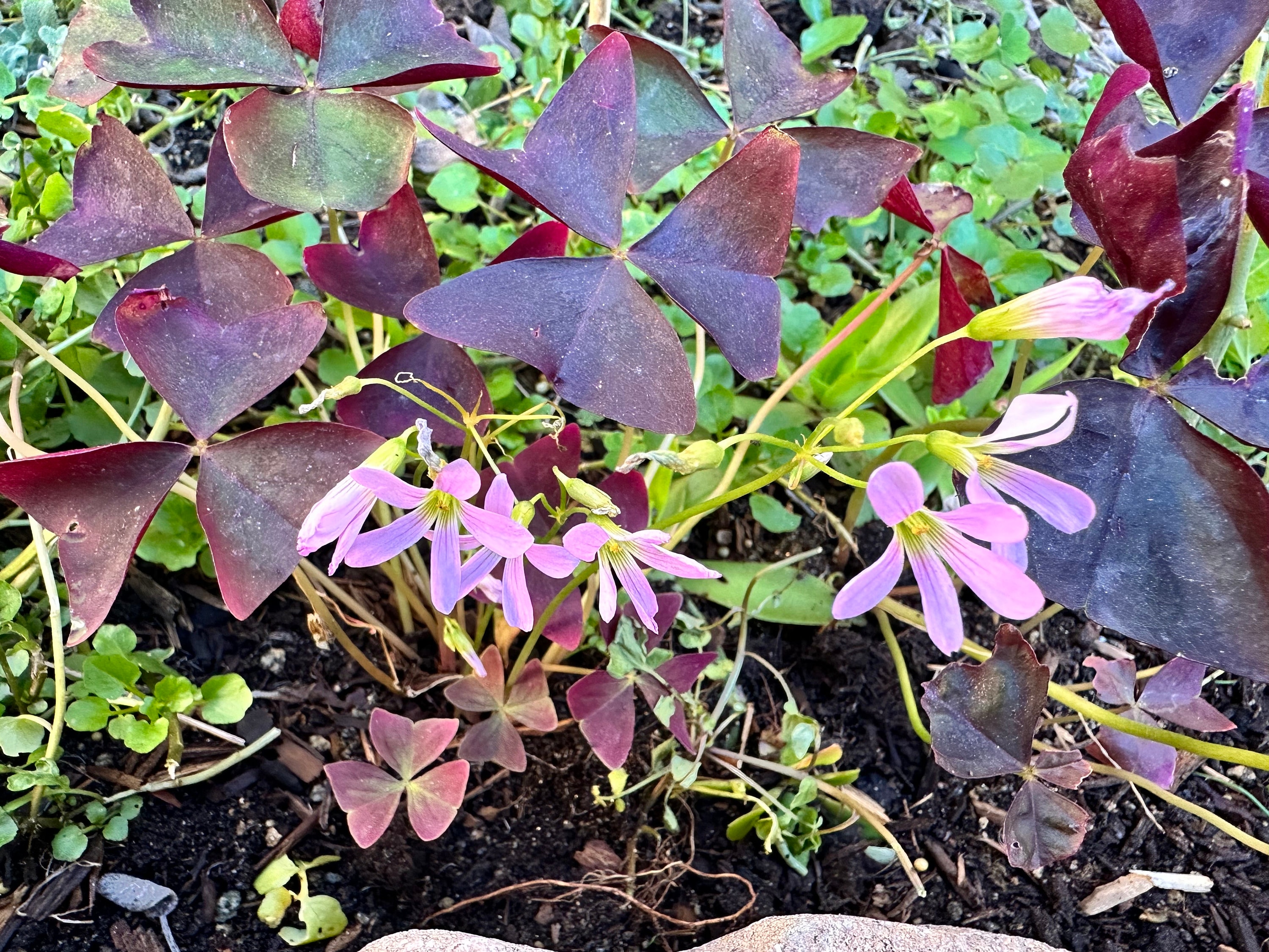 Purple Oxalis Wood Sorrel purple Shamrock8 Bulb-worthy Live Bundle ...