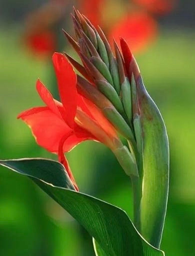 Red Canna, President Canna Lily, Options of 3 Bulbs or 10 Seeds, Free ...