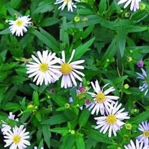 Indian Aster /indian Kalimeris / Malan (马兰头), Chinese Herb, 10 Rooted ...