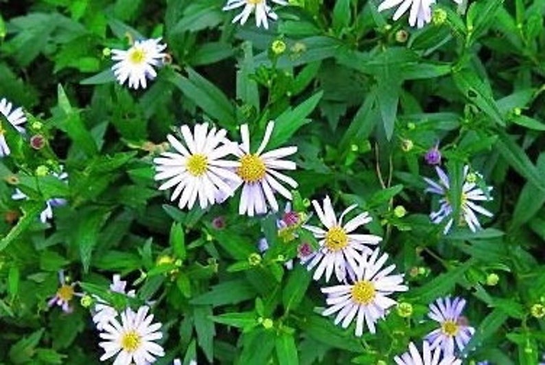 Indian Aster /indian Kalimeris / Malan 马兰头, Chinese Herb, 10 Rooted ...
