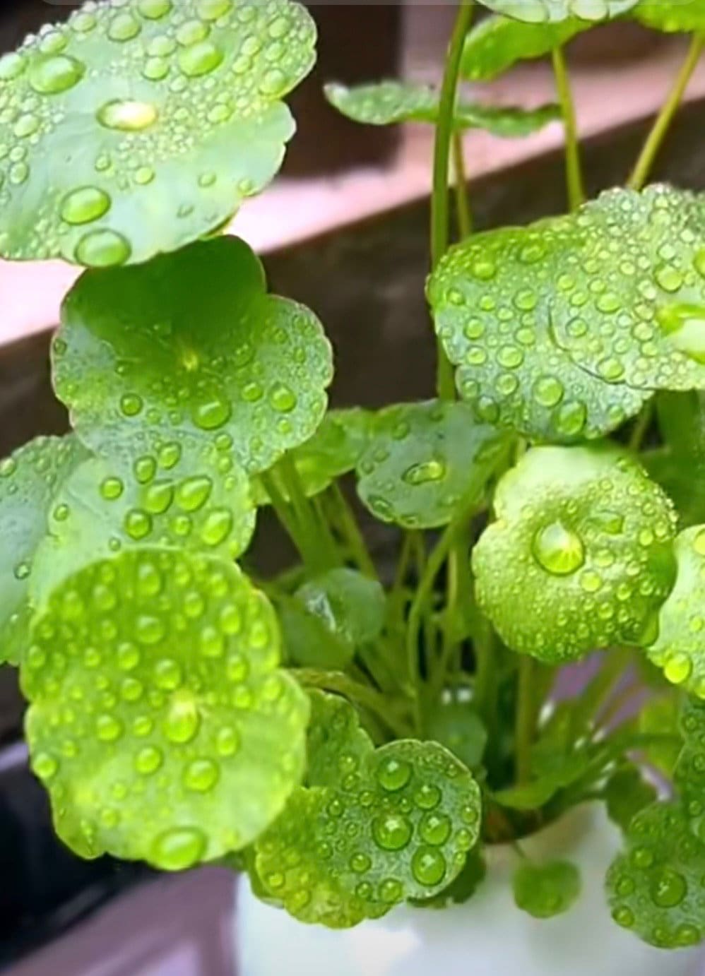 Pennywort (hydrocotyle Vulgaris) Live Plant Bundle (generously 15-20 ...