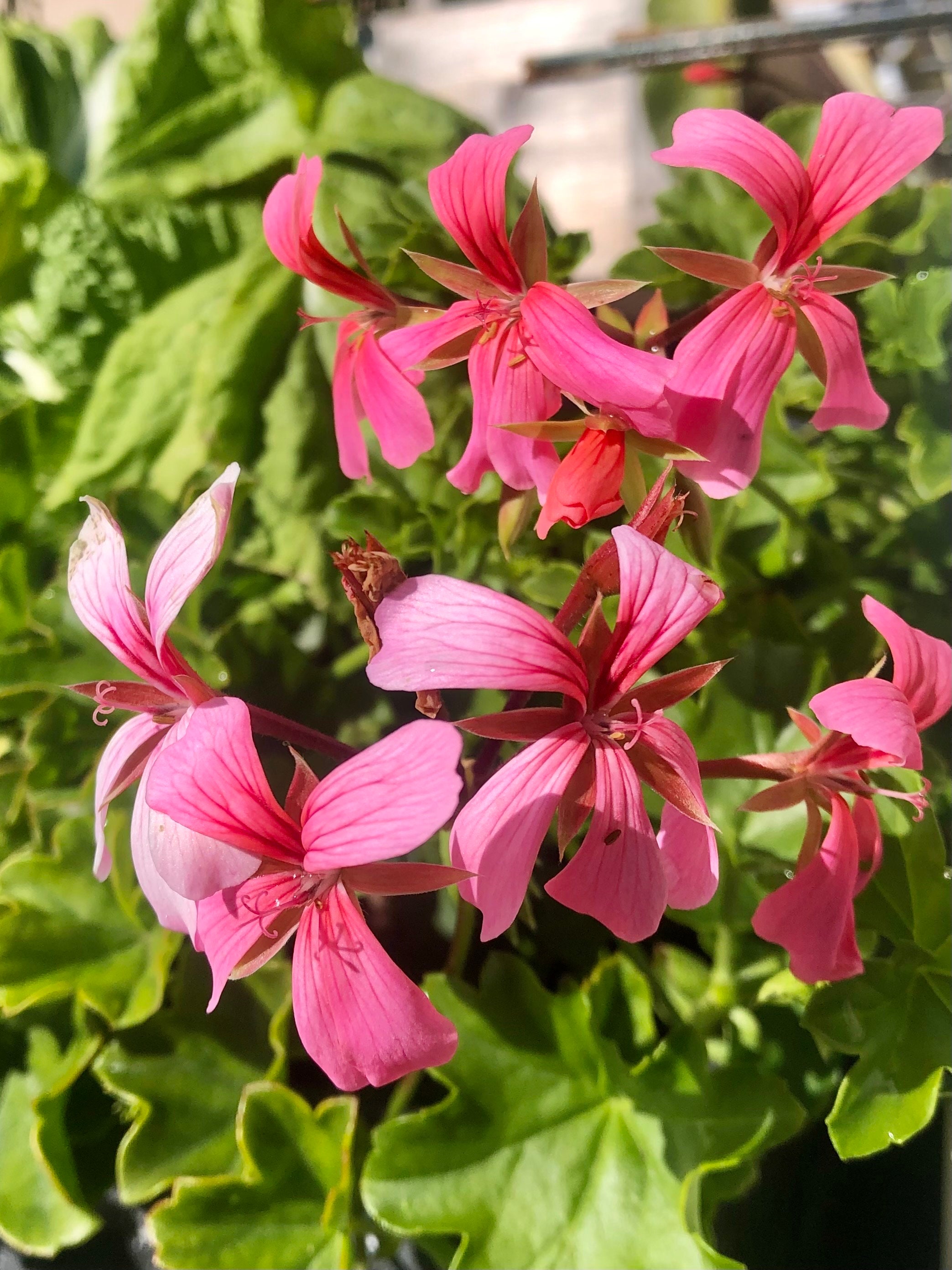 Live Ivy Geranium -pelargonium Peltatum,climbing Ivy Leaves With Pink ...