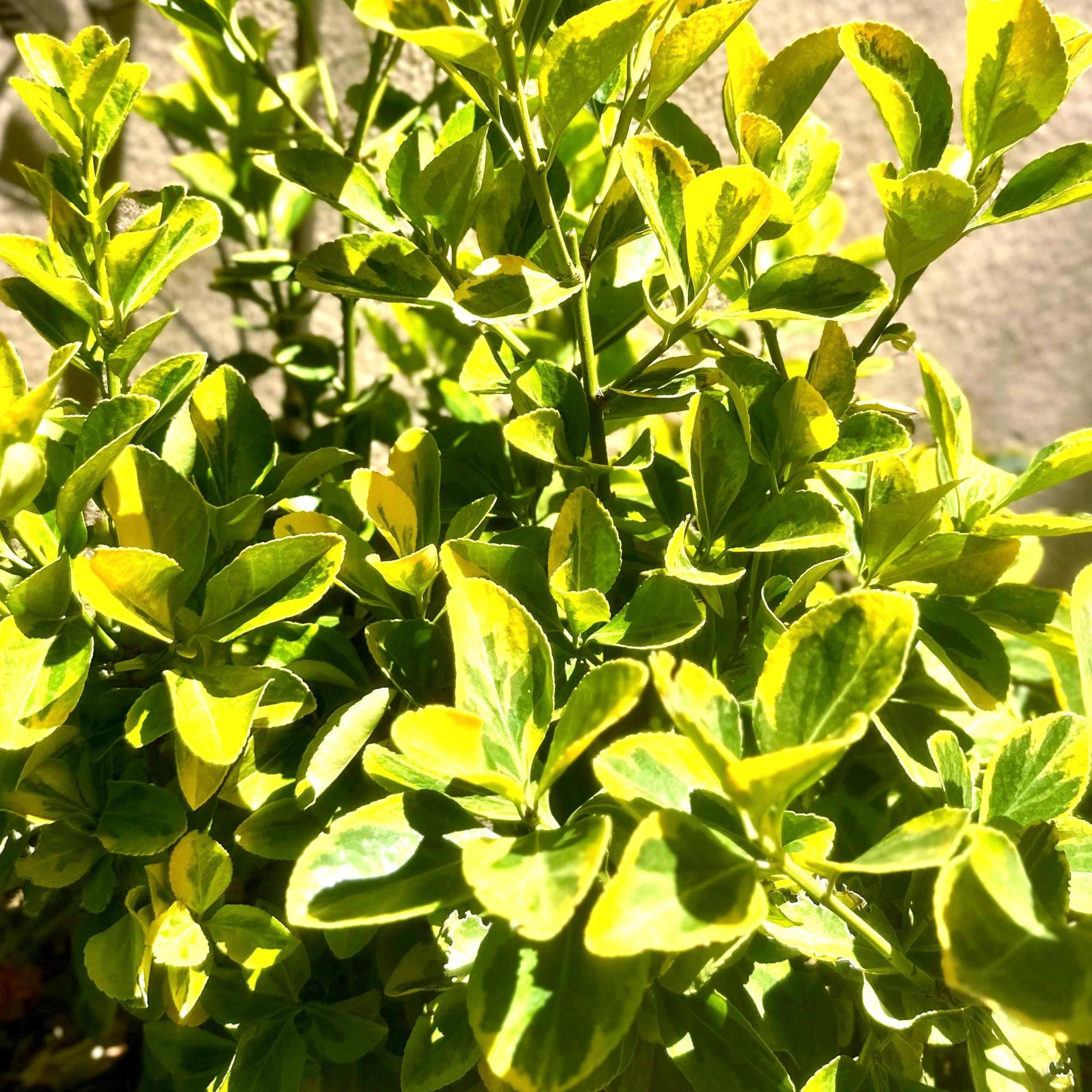 Golden Euonymous | Euonymus Japonicus 'aureo-marginatus, Live Starter ...