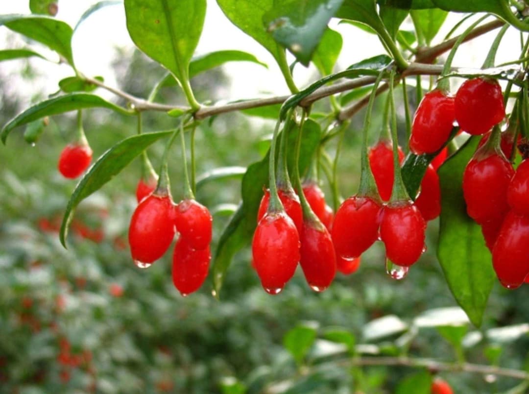 Live Plant - Goji Berry Plant | Wolfberry Plant| Boxthorn | Mateimony ...
