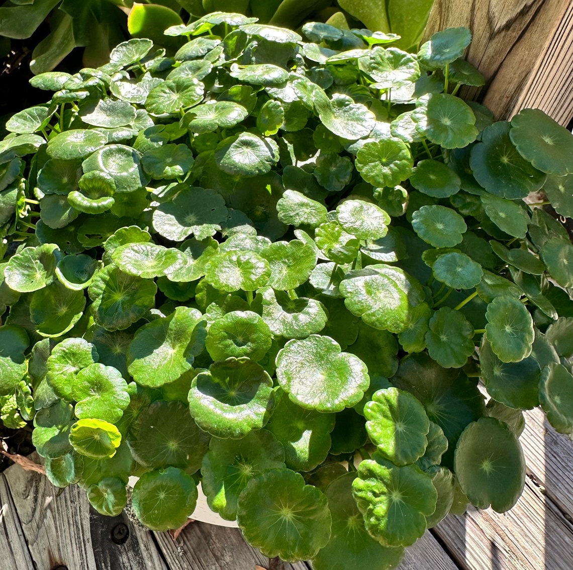Pennywort (hydrocotyle Vulgaris) Live Plant Bundle (generously 15-20 ...