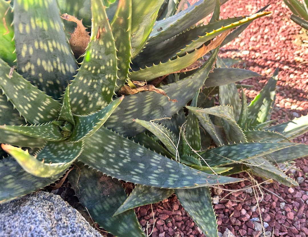 Aloe Saponaria / Soap Aloe (orange Red Flowers) - Mature Size, 1/2 to 1 ...