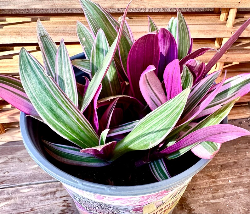 Rare Tradescantia - Rhoeo Tricolor - Purple Variegated Wandering Jew ...