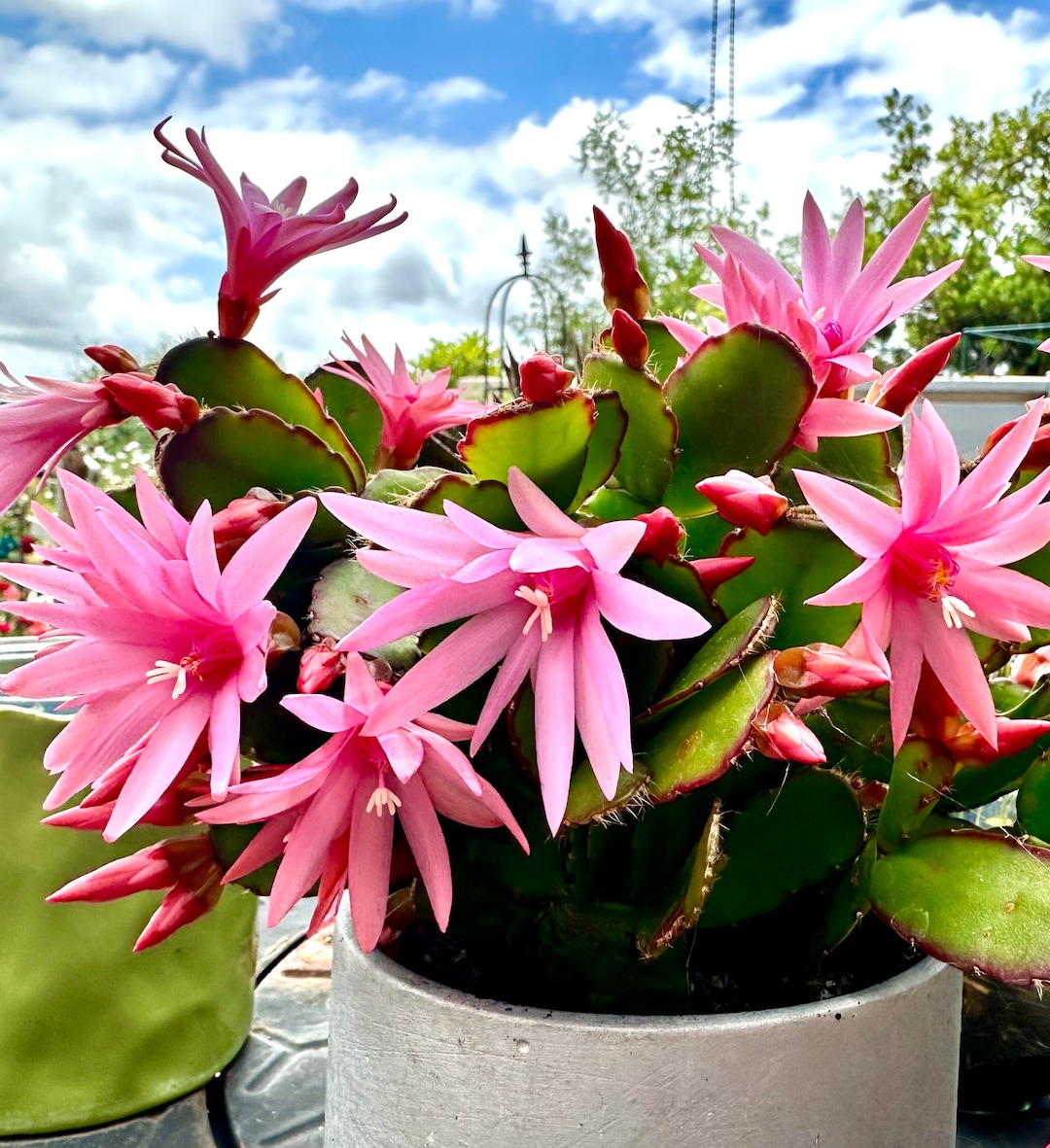 Red Easter/spring Cactus/rhipsalidopsis Gaertneri, 1 Branched Cutting ...