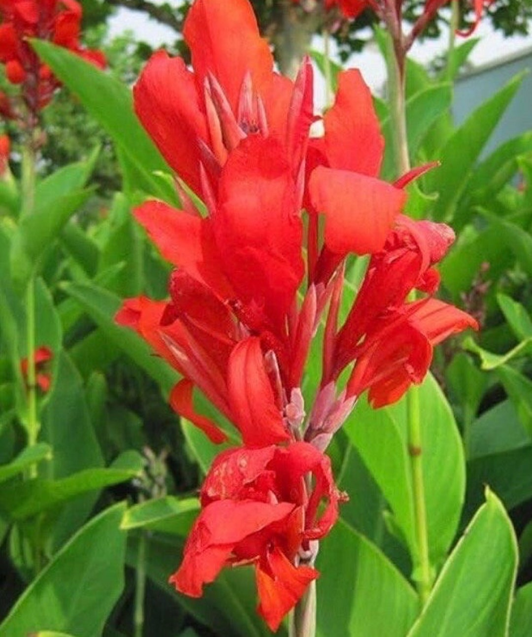 Red Canna, President Canna Lily, Options of 3 Bulbs or 10 Seeds, Free ...