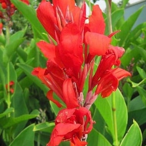 Red Canna, President Canna Lily, Options of 3 Bulbs or 10 Seeds, Free ...