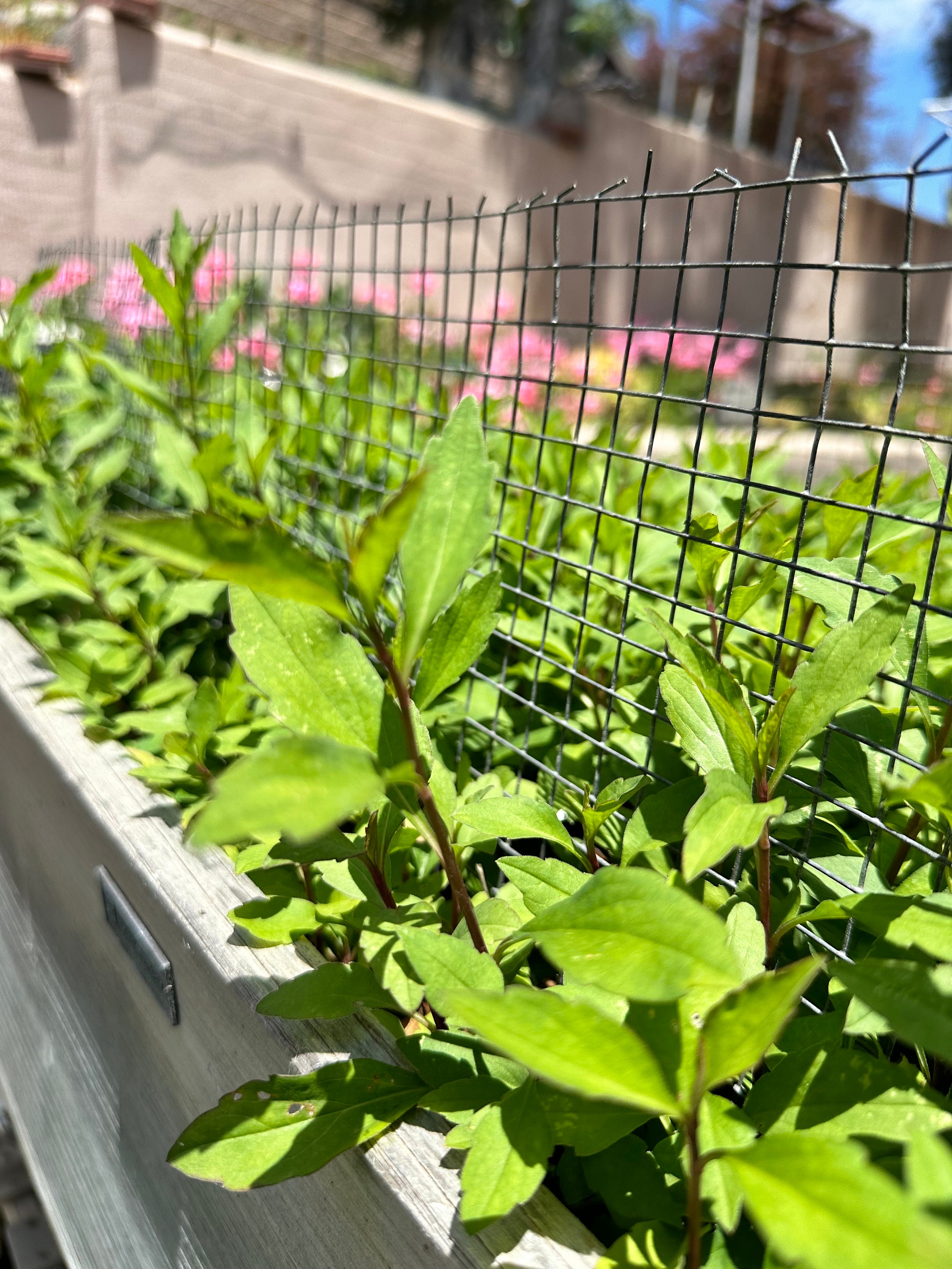 Indian Aster /indian Kalimeris / Malan 马兰头, Chinese Herb, 10 Rooted ...