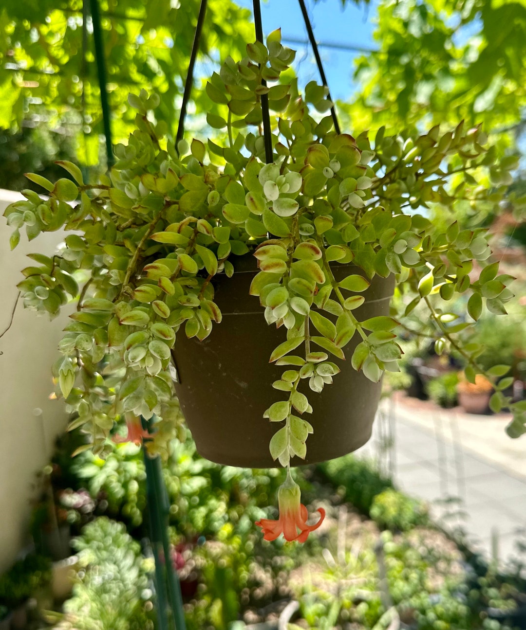 Cotyledon Pendens, Trailing / Hanging Succulent Plants, Fully Rooted in ...
