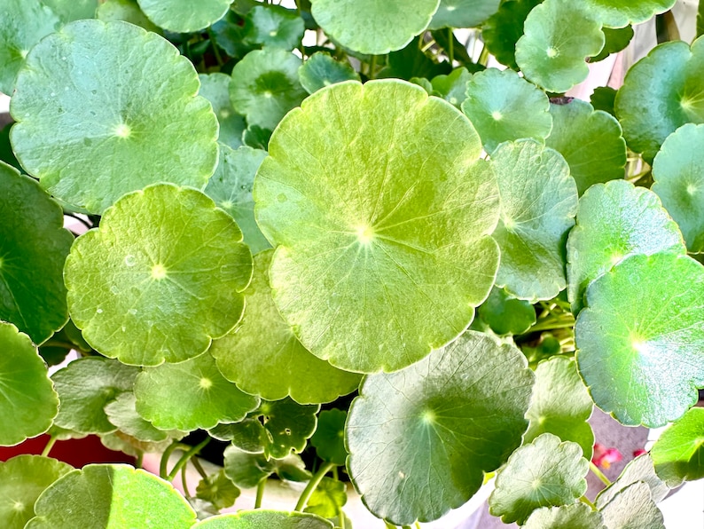 Pennywort (hydrocotyle Vulgaris) Live Plant Bundle (generously 15-20 ...