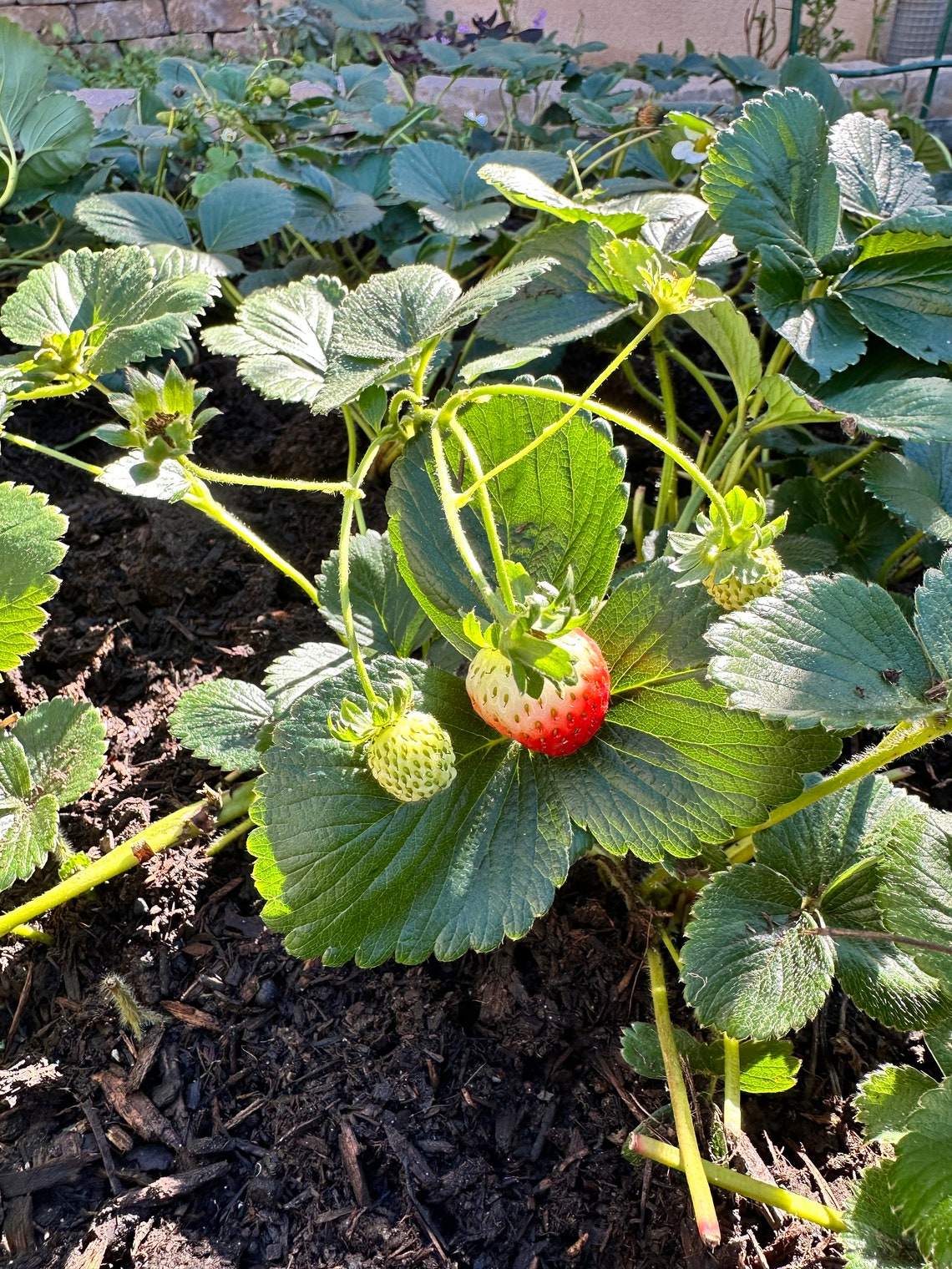 Eversweet Strawberry, 2 Live Fruit-bearing Plants, Shipping With Soil ...