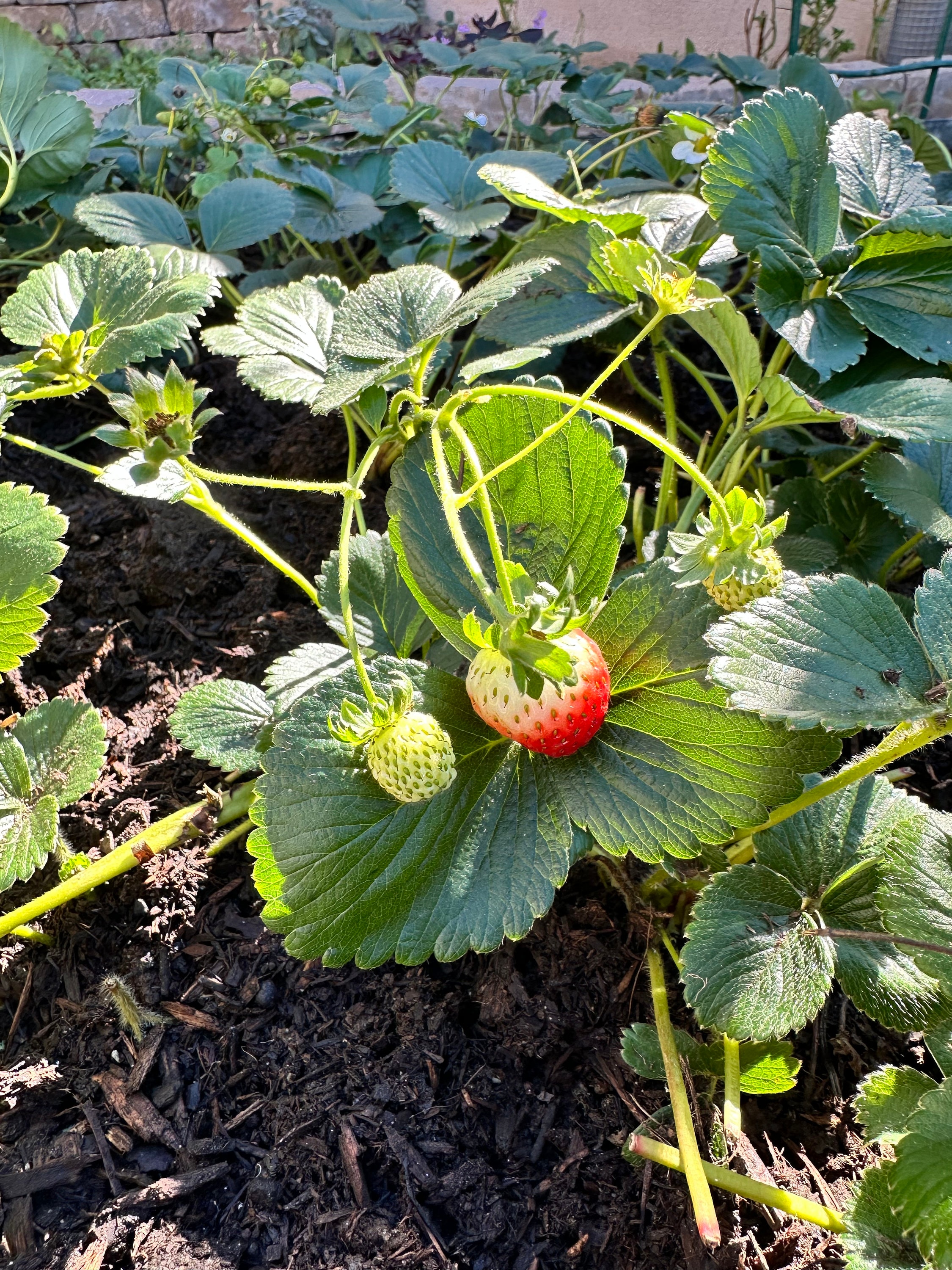 Eversweet Strawberry, 2 Live Fruit-bearing Plants, Shipping With Soil ...