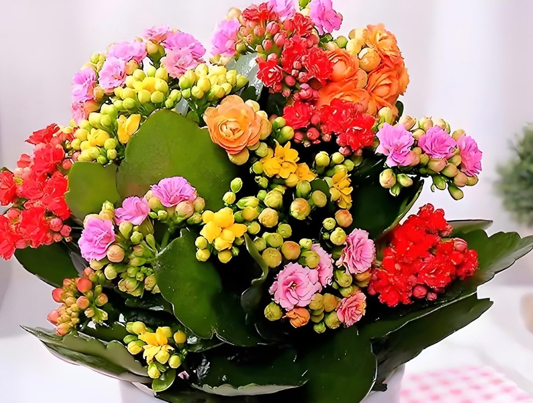 Kalanchoe Calandiva Live Plant, Red or Orange, 4”-pot Live Bundle May ...