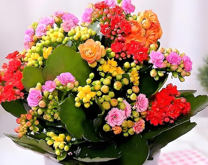 Pink Double Calandiva Kalanchoe Blossfeldiana Blooming Succulents Live ...