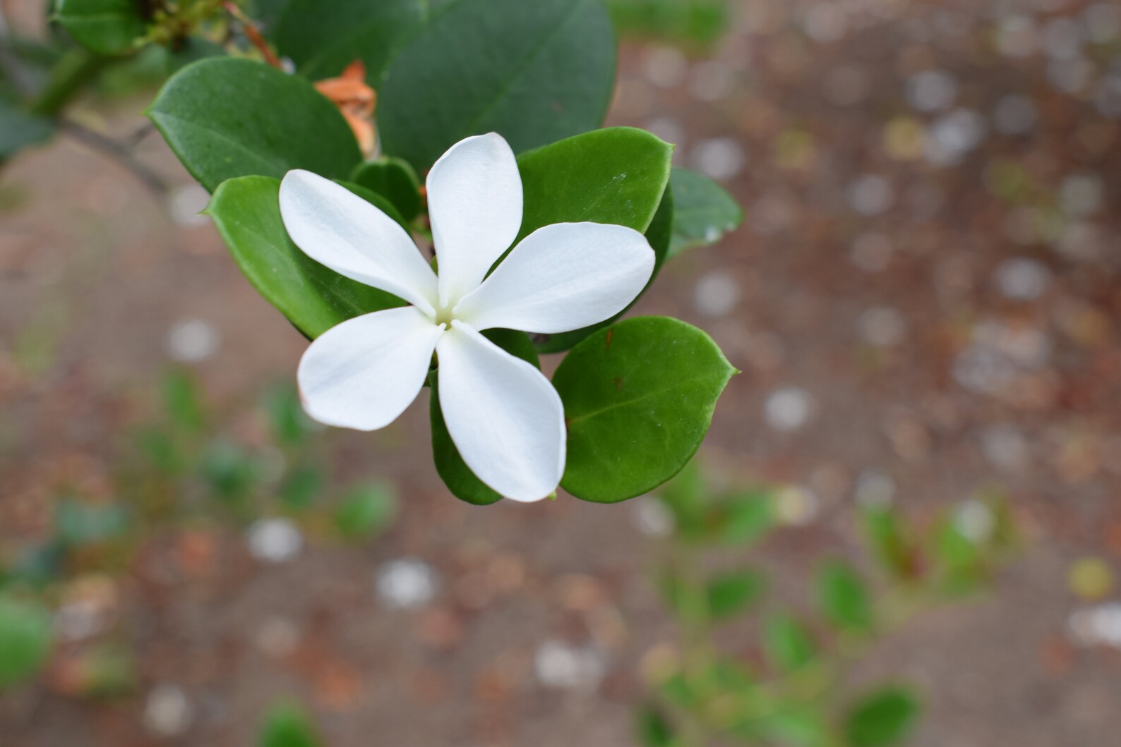 Monoi, Tiare Flower Scented Wax Melts. "tahitian Flower". Handmade Home ...