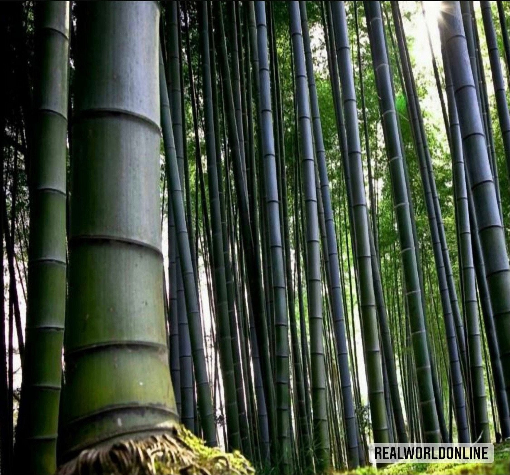 10 semillas BAMBU GIGANTE BAMBOO 30 mt oso phyllostachys - Etsy España