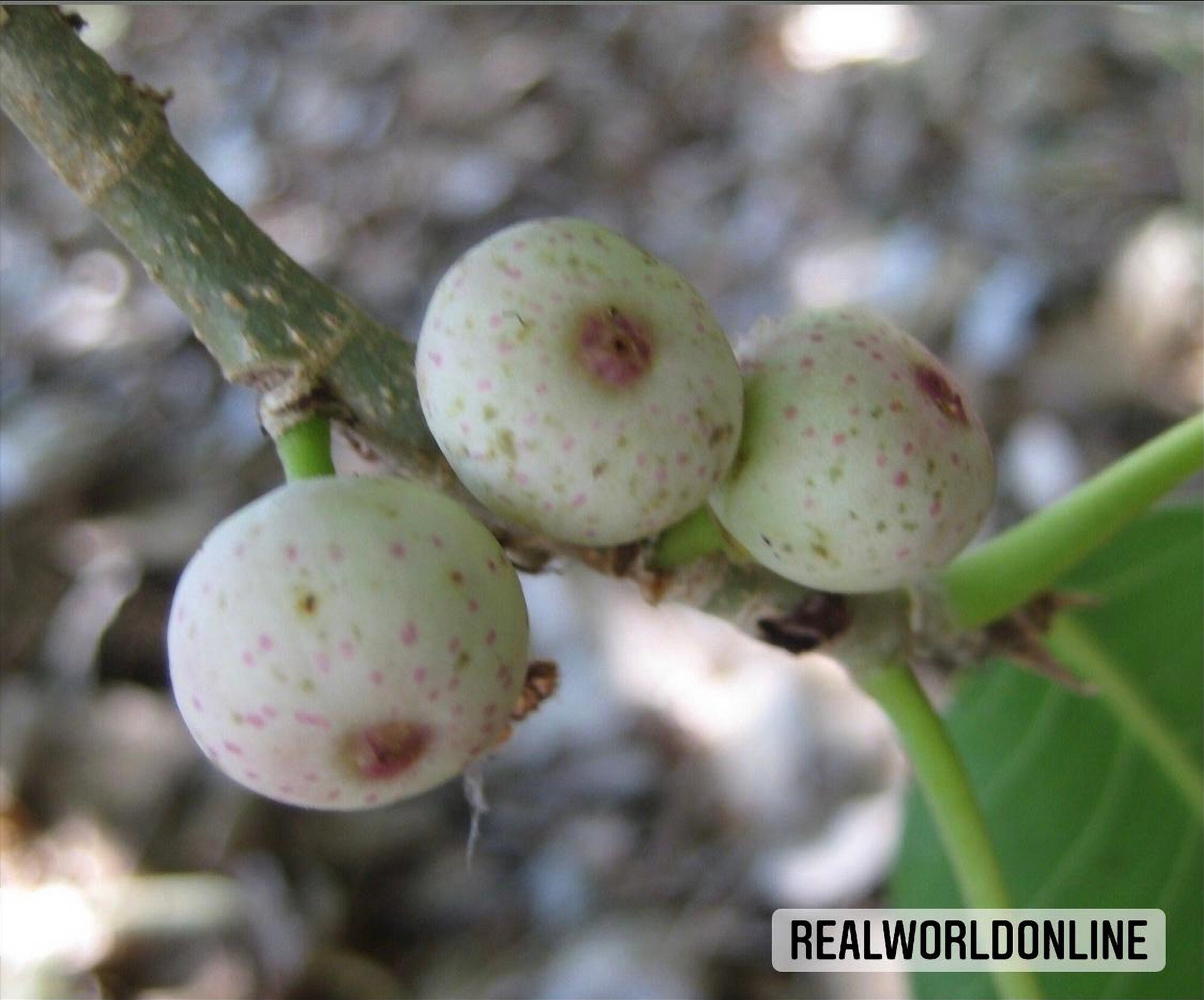 10 semillas de FICUS INFECTORIA FICO semillas rare whitewhite semillas ...