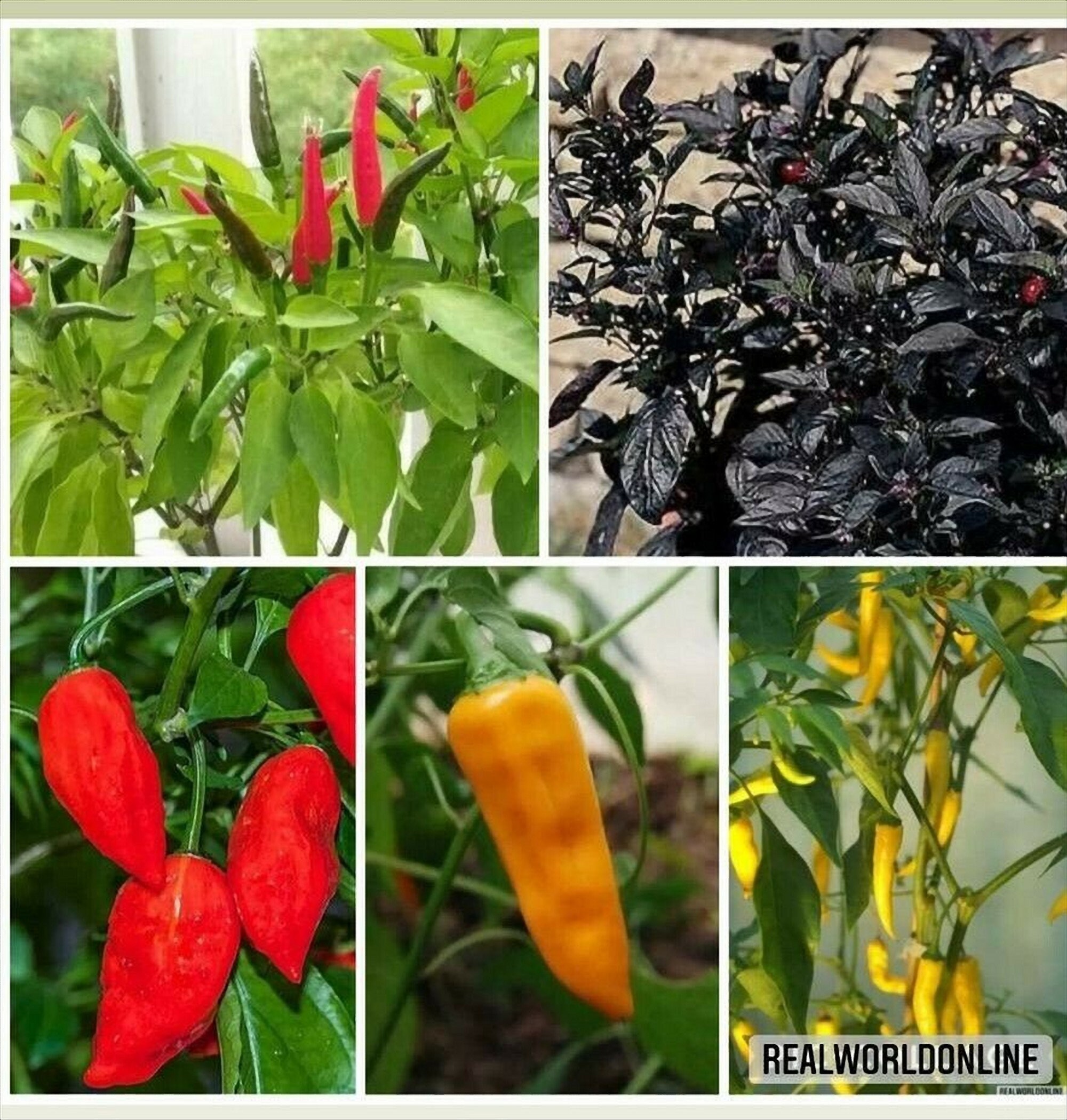 50 SEEDS RARE Chili Pepper 10 per Type as in the Picture - Etsy UK