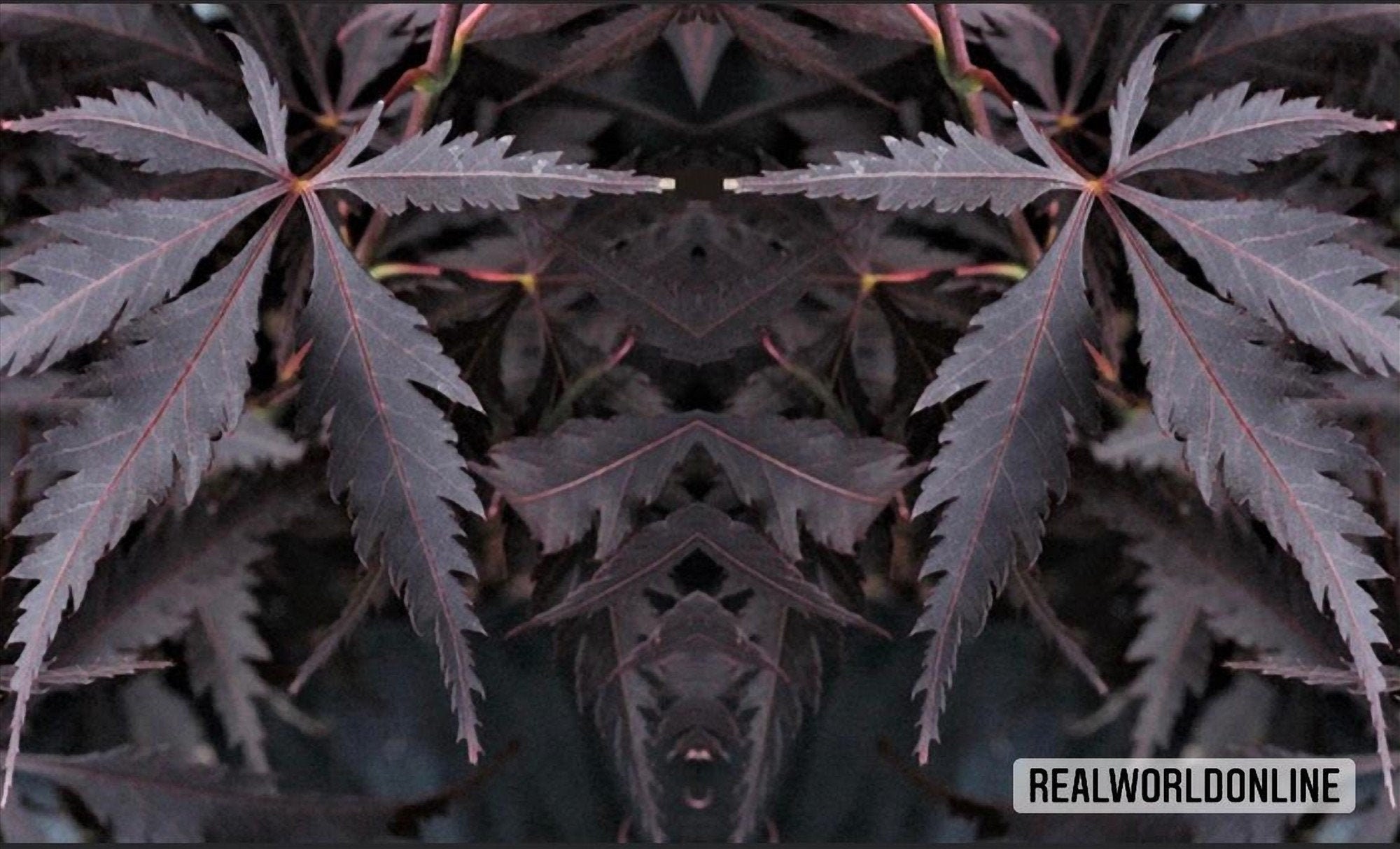 10 Japanese BLACK maple seeds black lace acer high quality | Etsy