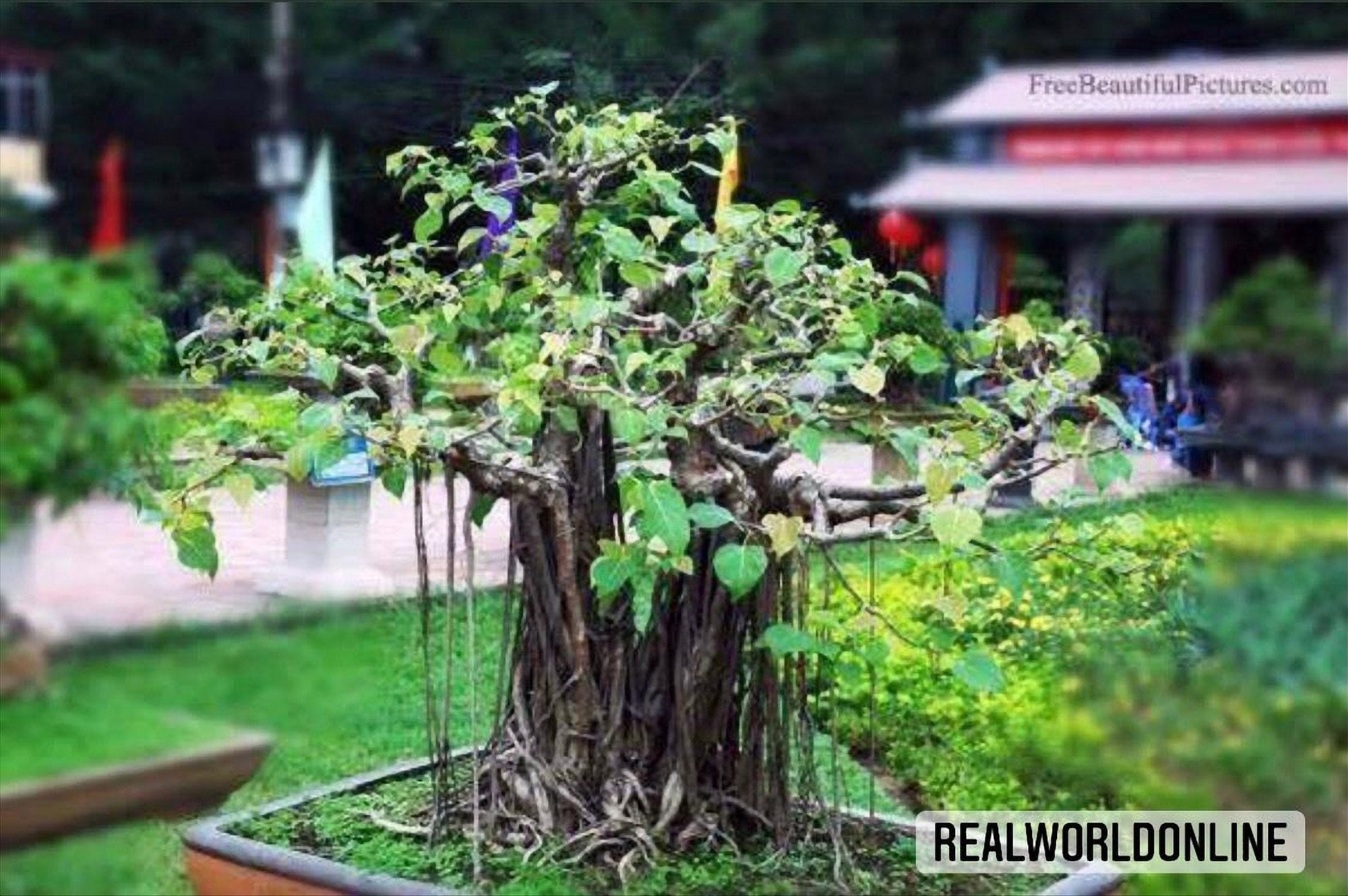Ficus Religiosa Bonsai