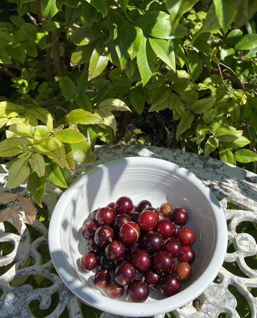 Myrciaria Red Hybrid Jaboticaba 15 Seeds - Etsy