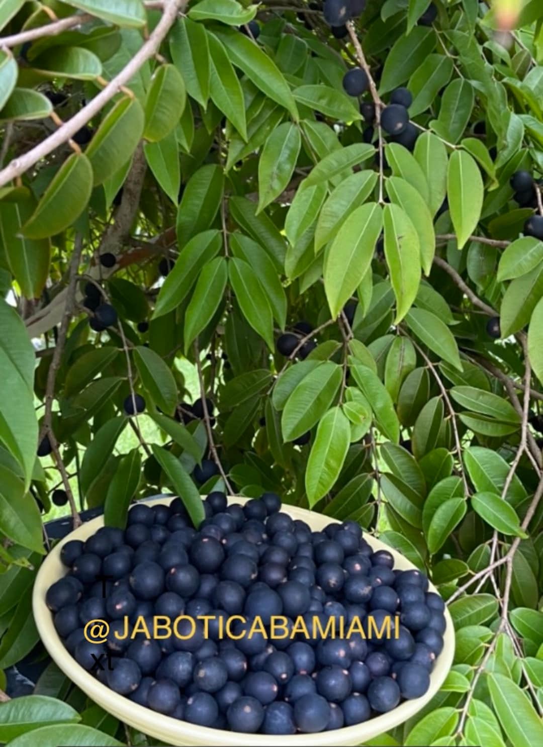 Jaboticaba Myrciaria Vexator Blue 10 Seeds - Etsy
